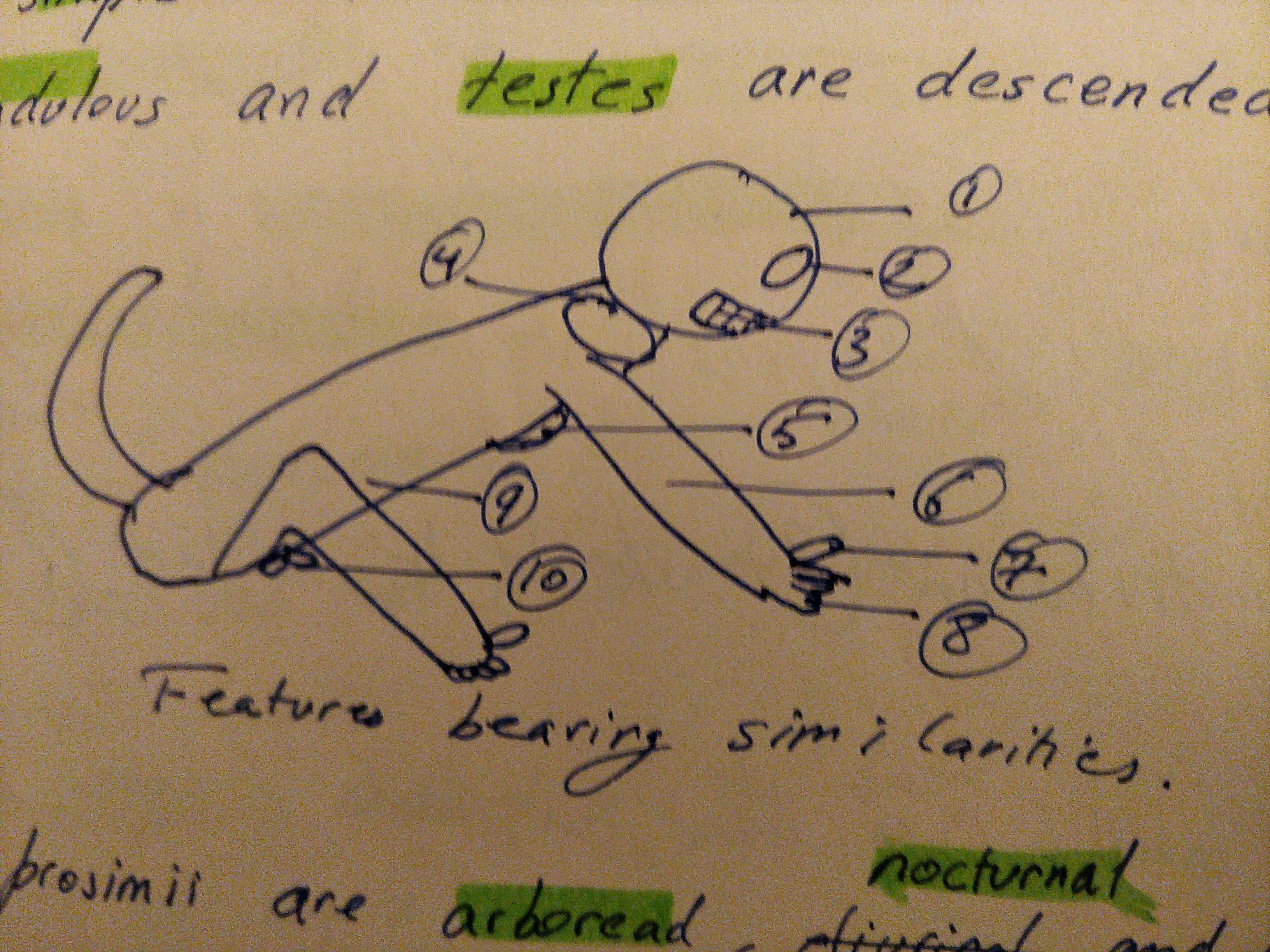 both opposable three sets of teeth at any stage of life prehensile ...