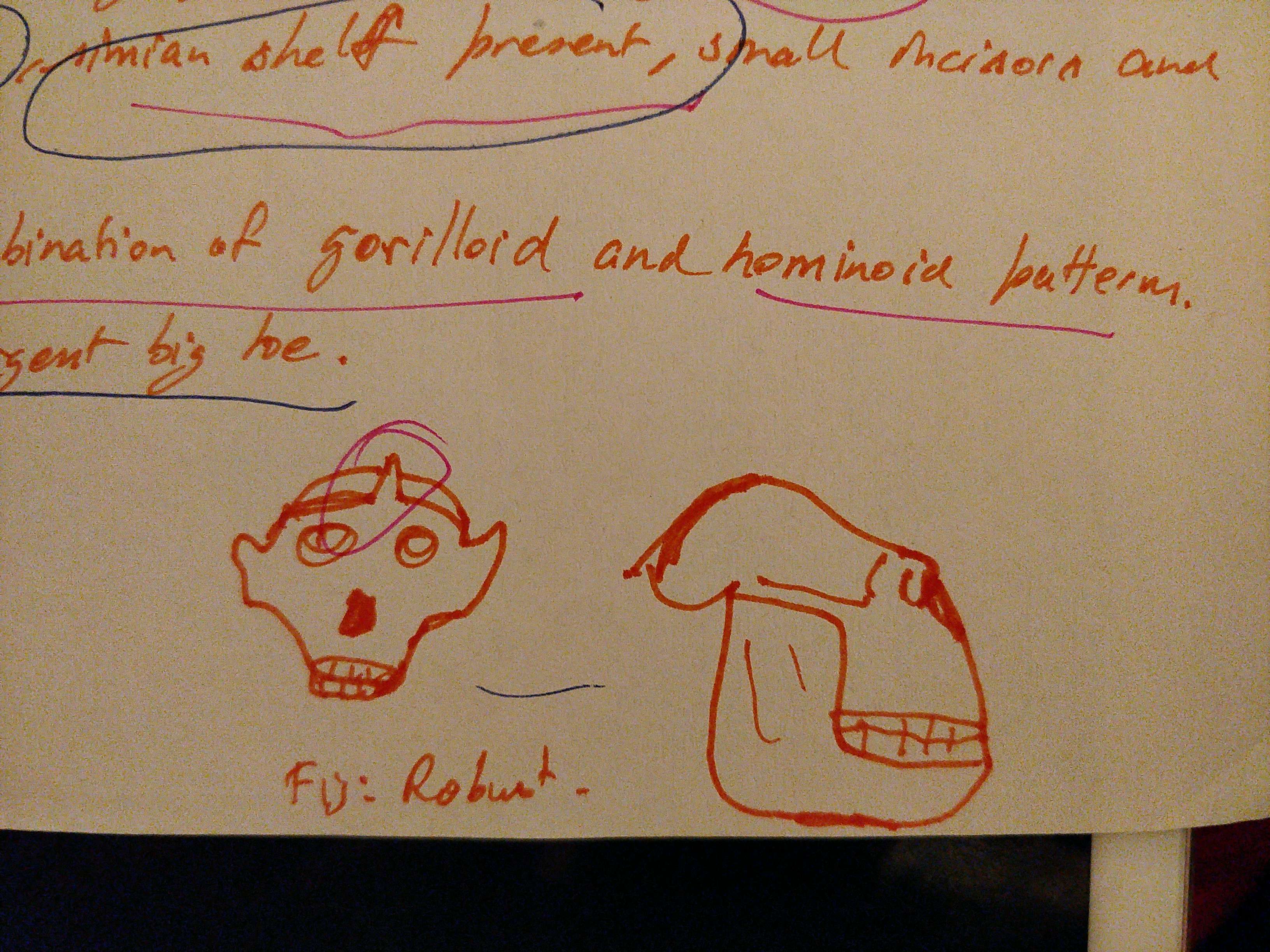 Sterkfontein. Taung valley. Swartkrans. South Africa.