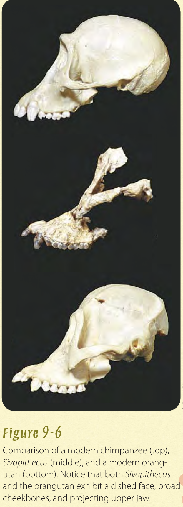 Ramapithecus is very similar to sivapithecus but just smaller in size ...